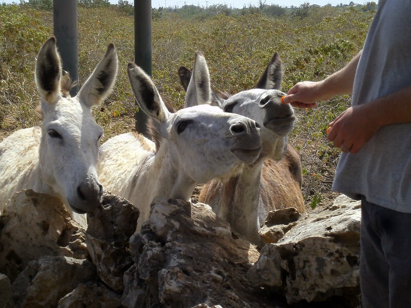 Discover Bonaire: A Journey of Donkeys, Diving, and Island Charm